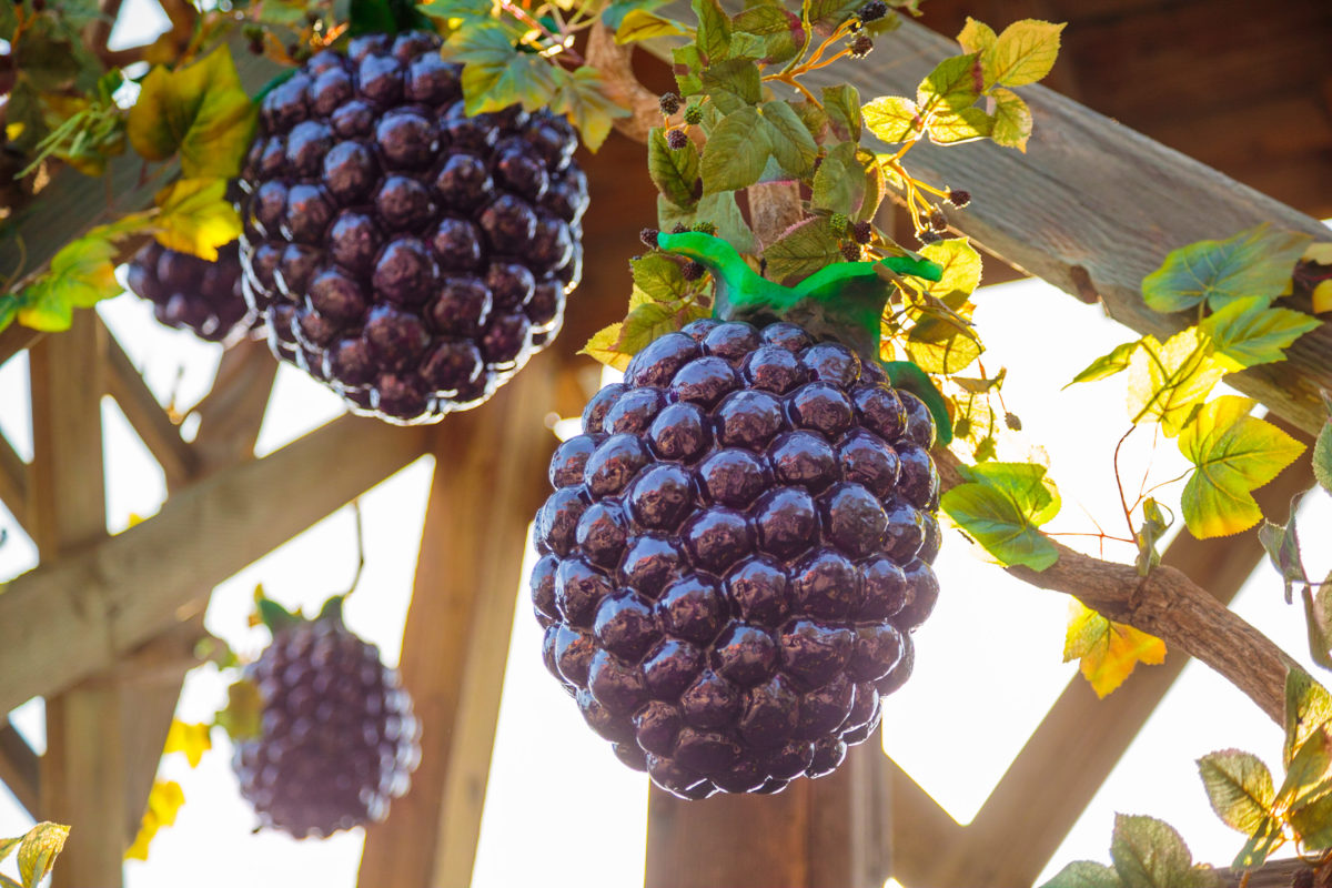 Boysenberry Festival at Knott's « lovestalgia